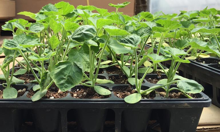 How To Plant Gourd Seeds – Meadowbrooke Gourds
