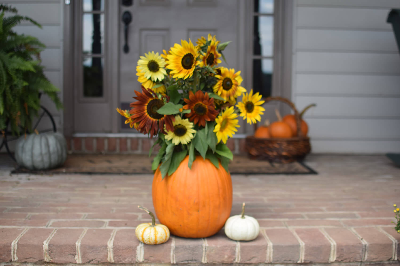 Warehime's Pumpkin Patch 2019 – Meadowbrooke Gourds