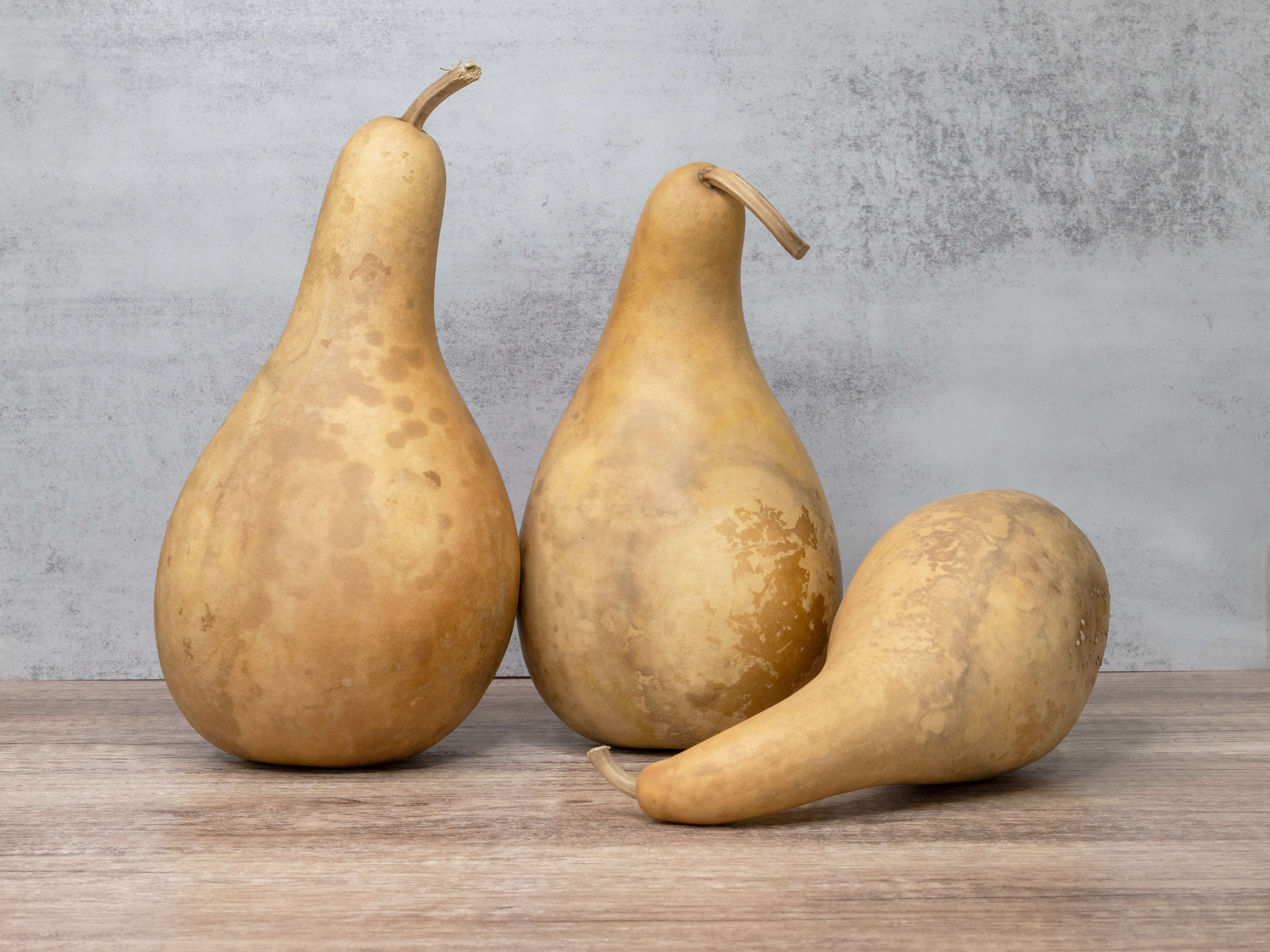 Penguin Gourds – Meadowbrooke Gourds